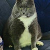 Fat Cat Eats Cheetos and Experiences Existential Dread | Meme Art Re ...