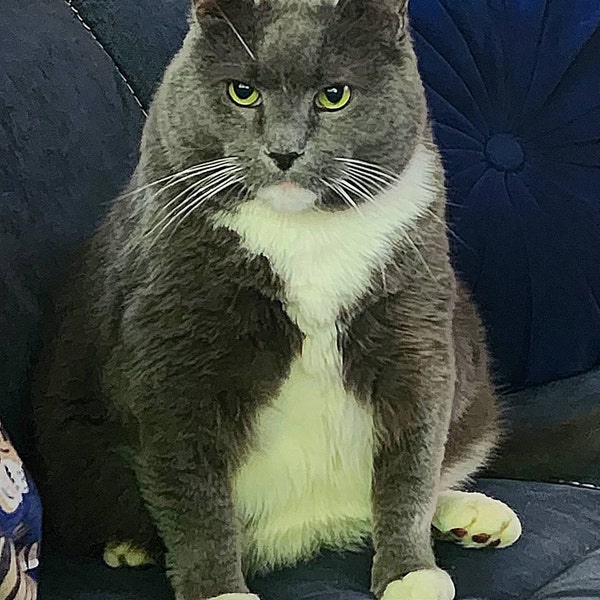 Tequila Cat Meme Art Re-imagined in Renaissance Painting Style on ...