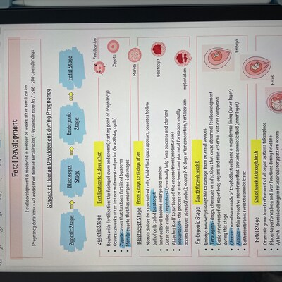 OB & Maternity Study Guide Nursing Student Study Guide Labor and ...