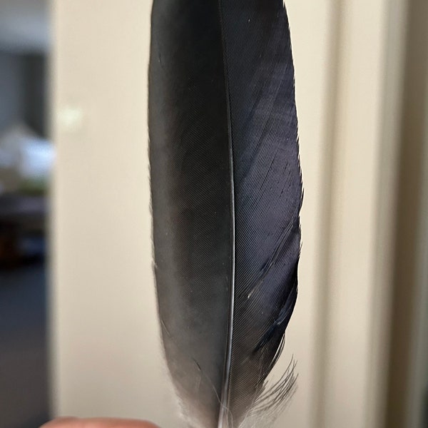 40 Mallard Blue Duck Wing Feathers 4" - 5" / 10 - 13cm - Etsy