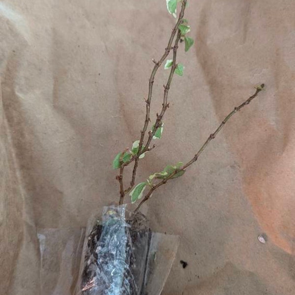 Ficus Pumila Variegata ( Variegated Creeping Fig )starter Plant (ALL STARTER PLANTS Require You ...