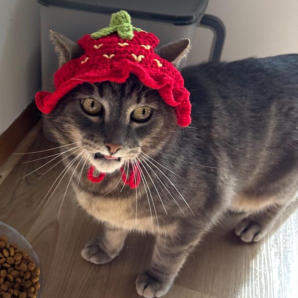 Cat Birthday Outfit | Crochet | Knitted | Letterbox Gift | Handmade ...