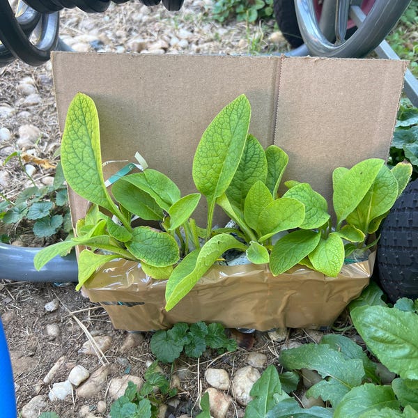 Hosta TRUE Chartreuse With White/cream Edges 'american Dream' in 4.5x5 ...