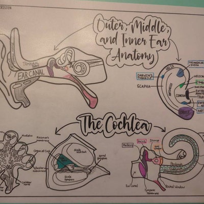 Middle Ear Anatomy Coloring Page - Etsy