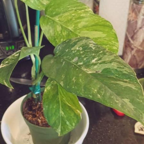 Marcus Pumpkin Avocado Tree , “cold Hardy” Grafted in 3 Gallons Pot, No ...