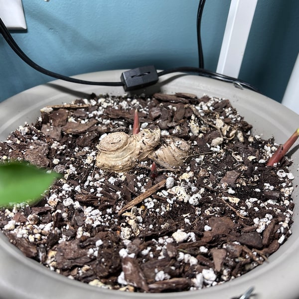 Wild Huckleberry - 100+ Seeds - Wildlife Food - Etsy