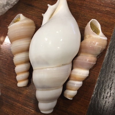 The Magic Conch Large Size White by Shellpipe free Pipe & Screens W ...