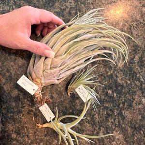 Neglecta Mini Air Plants Tillandsia, Air Plant, Indoor Plant, House ...