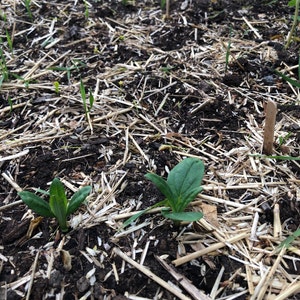Sweet Flag Plant / Root Live Bare Root Organic acorus - Etsy