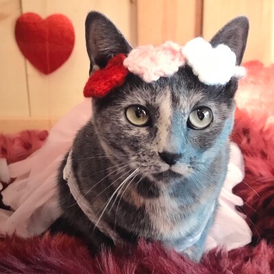 Heart Headband for Cats, Valentine's Day Cat Accessories, Cat Photo ...