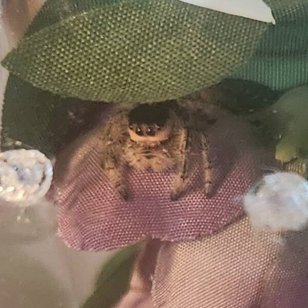 Jumping Spider Enclosure Decor - Etsy