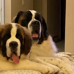 Sable Tri Color Blue Merle Shelties christmas - Etsy