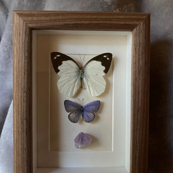 Common Windmill, Preserved Butterfly Decoration, Real Butterfly ...