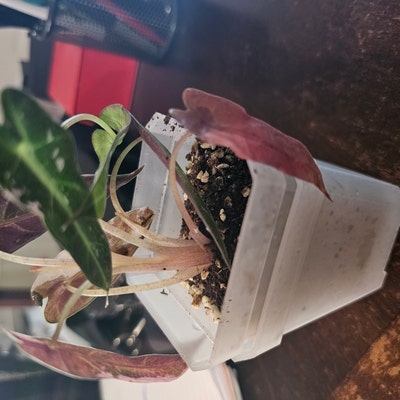 Hoya Pubicalyx Pink Silver Ghost Rare Plant, M Size - Etsy