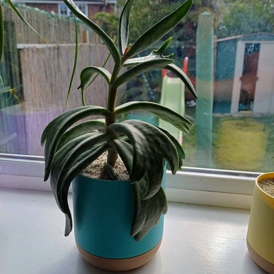 Rounded Cube Pot, Planter, Pot With Feet, Coloured Pot, Indoor Plant ...