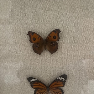 Real Butterfly spread Butterflynature Blue Butterflies - Etsy