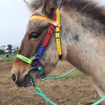 Standard 3/4 Beta Biothane, Webbing Strap, by the Foot, the Vegan ...