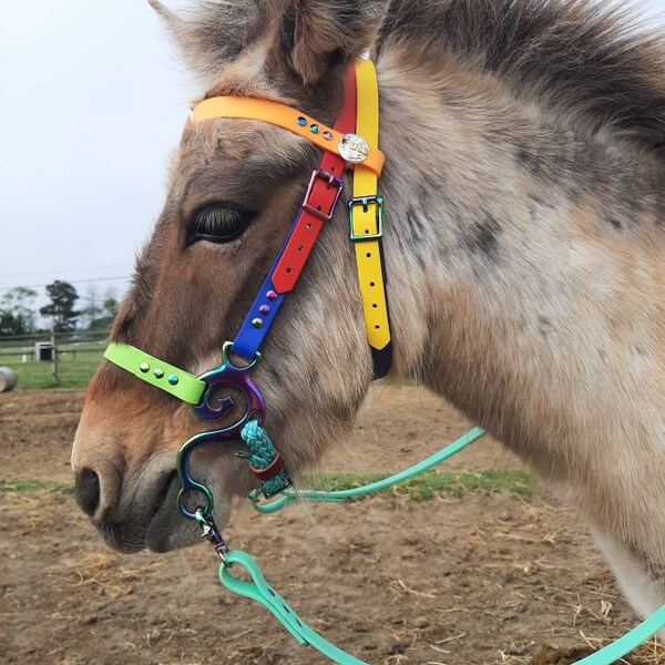 Standard 3/4 | Beta Biothane, Webbing Strap, by the Foot, Alternative ...