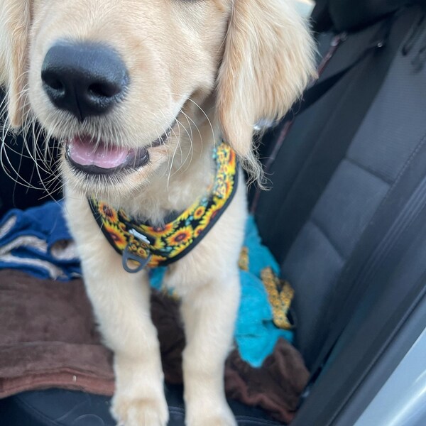 Bluey Bingo Muffin Coco Snickers Rusty Keychain - Etsy