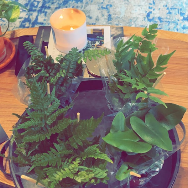 Fern Variety Pack (4 Plants) (4" Pots) - Etsy