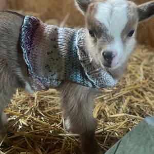 Knitted Goat Sweater for Newborn Nigerian Dwarf Goat - Etsy