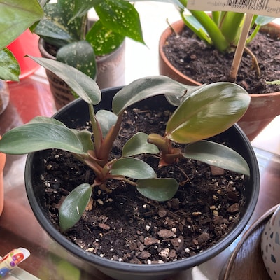 Philodendron Royal Queen Starter Plant ALL STARTER PLANTS - Etsy