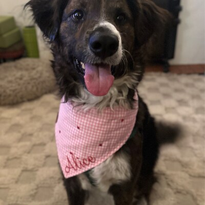 Batty Dog Bandana, Bats and Moons Dog Scarf, Snap on Halloween Dog ...