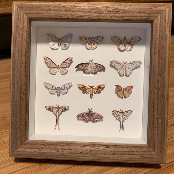 Giant Paper Atlas Moth for Halloween, Double-sided Butterfly Paper-cut ...
