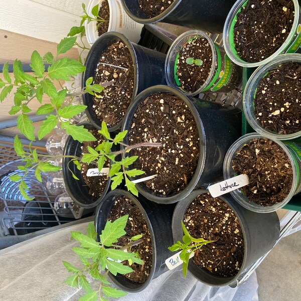 Alice's Dream Tomato Seeds - Etsy