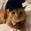 Graduation Costume for Cat, Graduation Cat Cap, Gift for Cat Lover, Cat ...