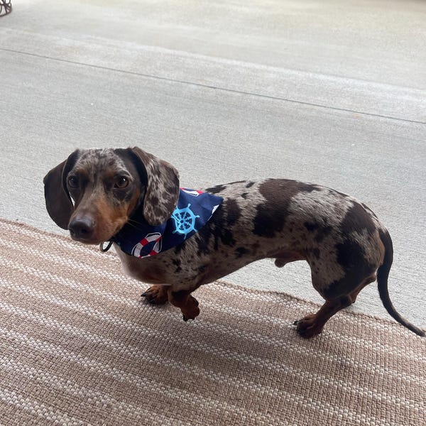 SOPHIE: Custom Engraved Donut Pet ID Tag - Personalized, Durable, and ...