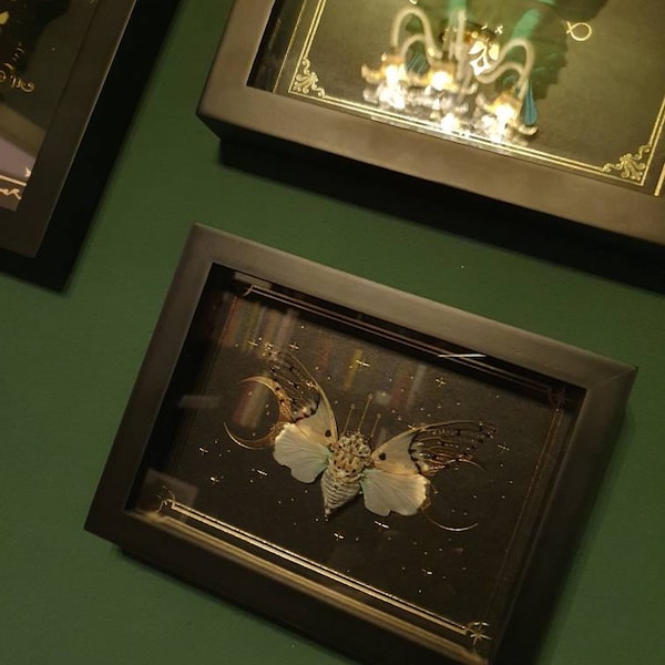Real Framed Ghost Cicada Ayutha Spectabilis Shadow Box Frame Insect ...