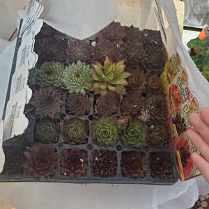 Ajuga Feathered Friends fierce Falcon Plant in 3 1/2 Pot Perennial ...