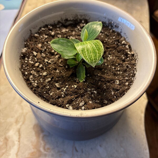 Philodendron Birkin Galaxy Starter Plant (ALL STARTER PLANTS Require ...