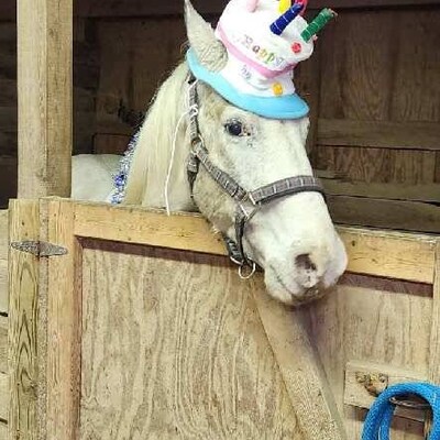 Crinet Crest of Neck Foam Armor for Horses or Ponies Criniere Medieval ...