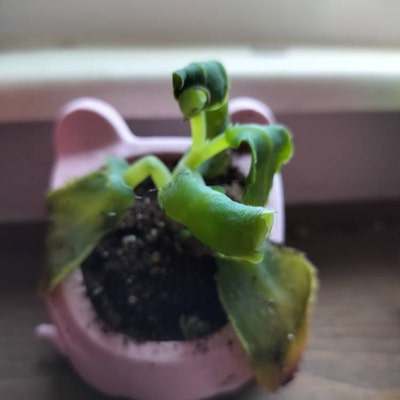 Neon Pothos Live Plant 6 Hanging Basket - Etsy