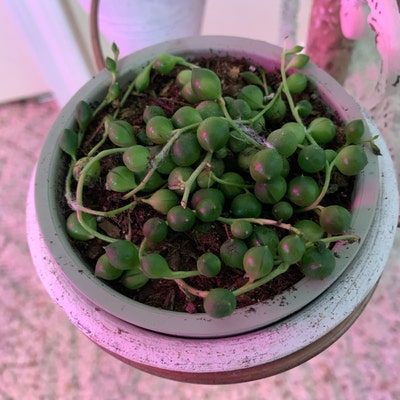 String of Peas, String of Pearls, String of Beads, Senecio Rowleyanus ...