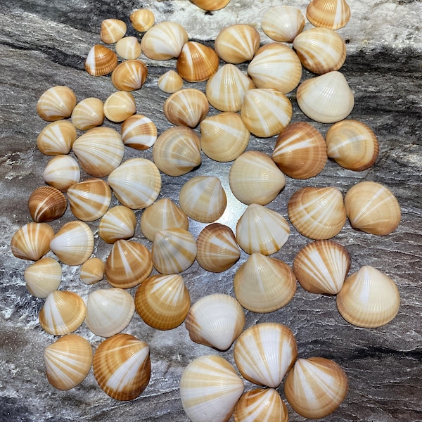 50pc Calico Clam Seashells - Etsy