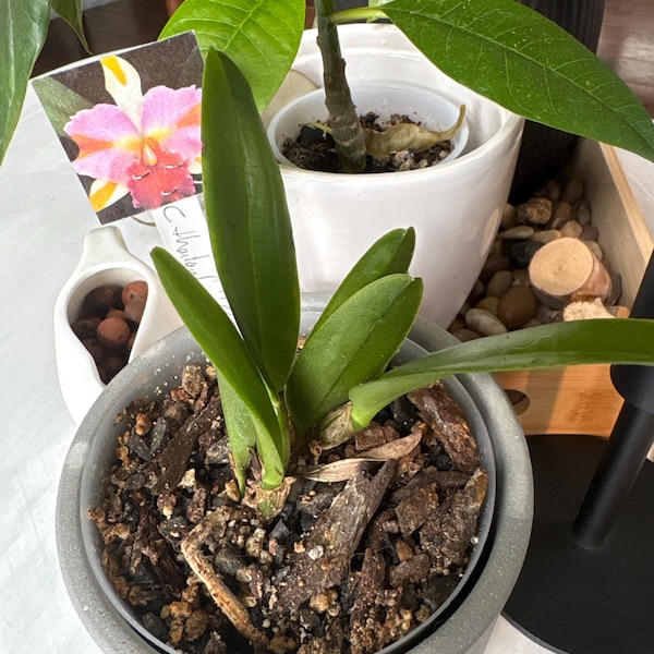 Fragrant Cattleya Orchid Blc Hawaiian Leopard "mei Ling" Live Plant ...