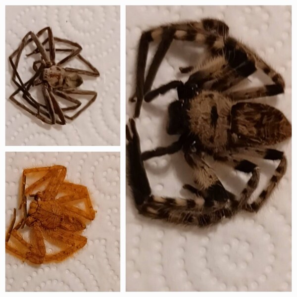 Mixed Spider Lot, Real Spider, Small Spiders, Medium Spider, Arachnids ...