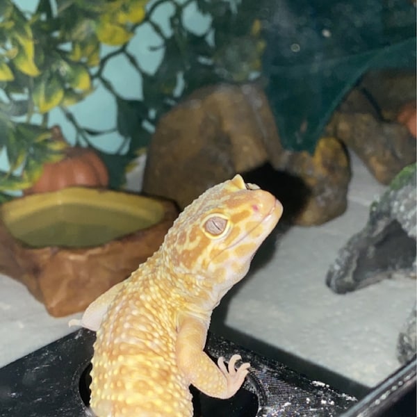 Leopard Gecko Moist Hide / Lay Box - Etsy