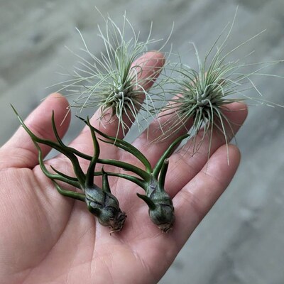 Tillandsia Bulbosa Alien Air Plant - Etsy