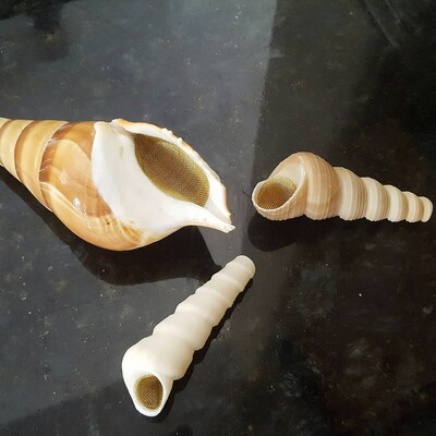 The Magic Conch Mini Size Caramel by Shellpipe free Pipe & Screens W ...