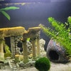 Starter Pack Live Aquarium Plant Aquatic Tropical Fish Java Moss Crypt ...