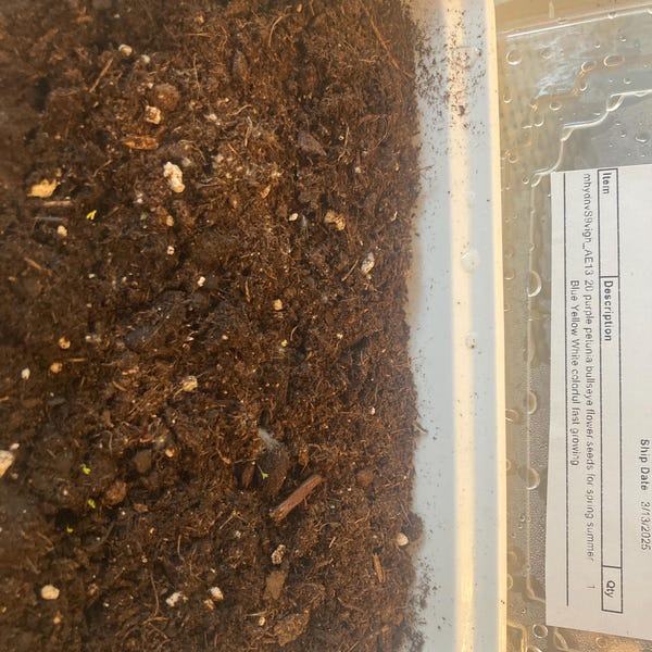 20 Purple Petunia Bullseye Flower Seeds - Etsy