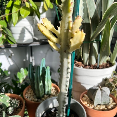 Ghost Cactus White Variegated Euphorbia Lactea Rare Cactus in 4 - Etsy