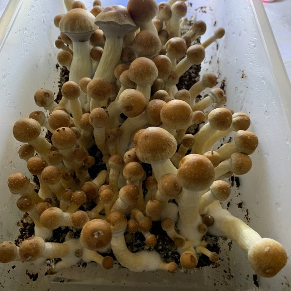 Twisted Tree C.V.G Mix - Pasteurized, Prehistoric Mushroom Growing ...