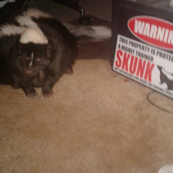 Funny Skunk Sign Novelty Sign Skunk Warning Sign Funny Yard Sign Skunk ...