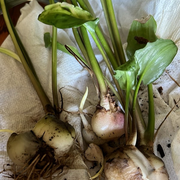 Drimiopsis Maculata (african Hosta) 10 Medium Bulbs - Etsy