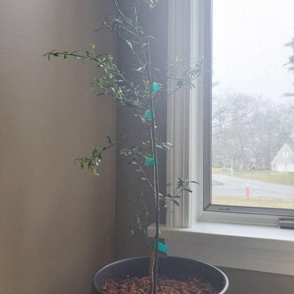 Finger Lime Tree , 1/2 Gallon Pot - Microcitrus Australasica in 1/2 Gal ...